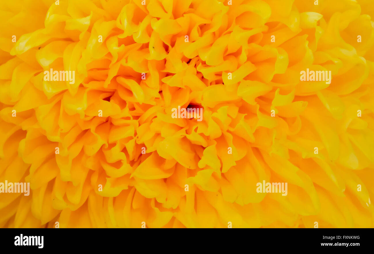 Background of Yellow Marigold texture Stock Photo - Alamy