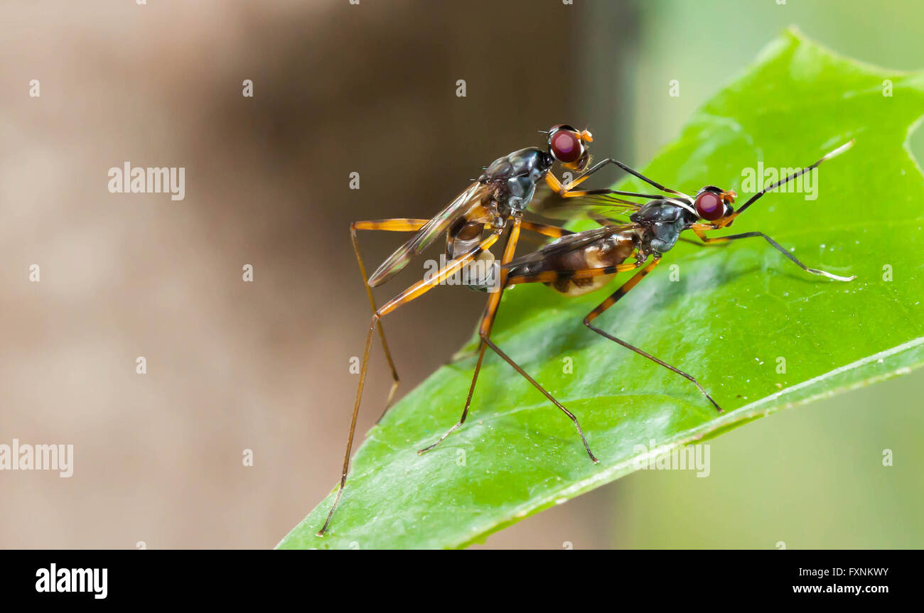 Long legged flies on leaf hi-res stock photography and images - Alamy