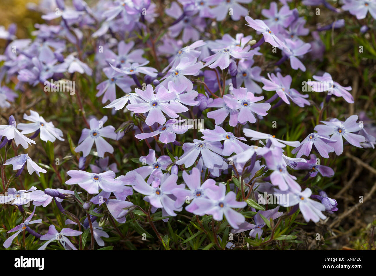Creeping phlox, moss phlox, moss pink, or mountain phlox (Phlox ...