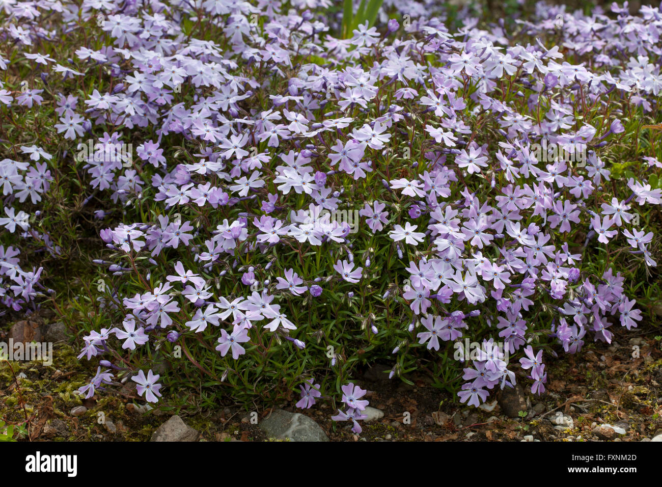 Creeping phlox, moss phlox, moss pink, or mountain phlox (Phlox ...