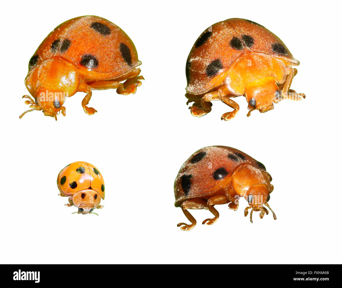 Close up orange ladybug on white background Stock Photo - Alamy