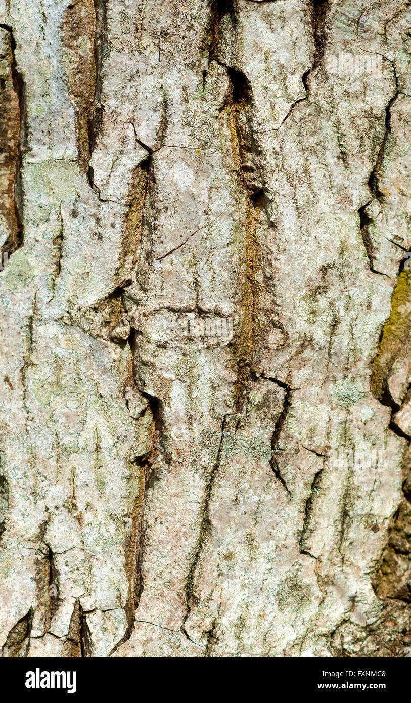 Walnut tree bark pattern hi-res stock photography and images - Alamy