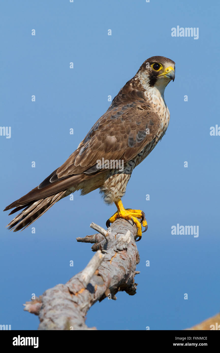 Brookei High Resolution Stock Photography and Images - Alamy