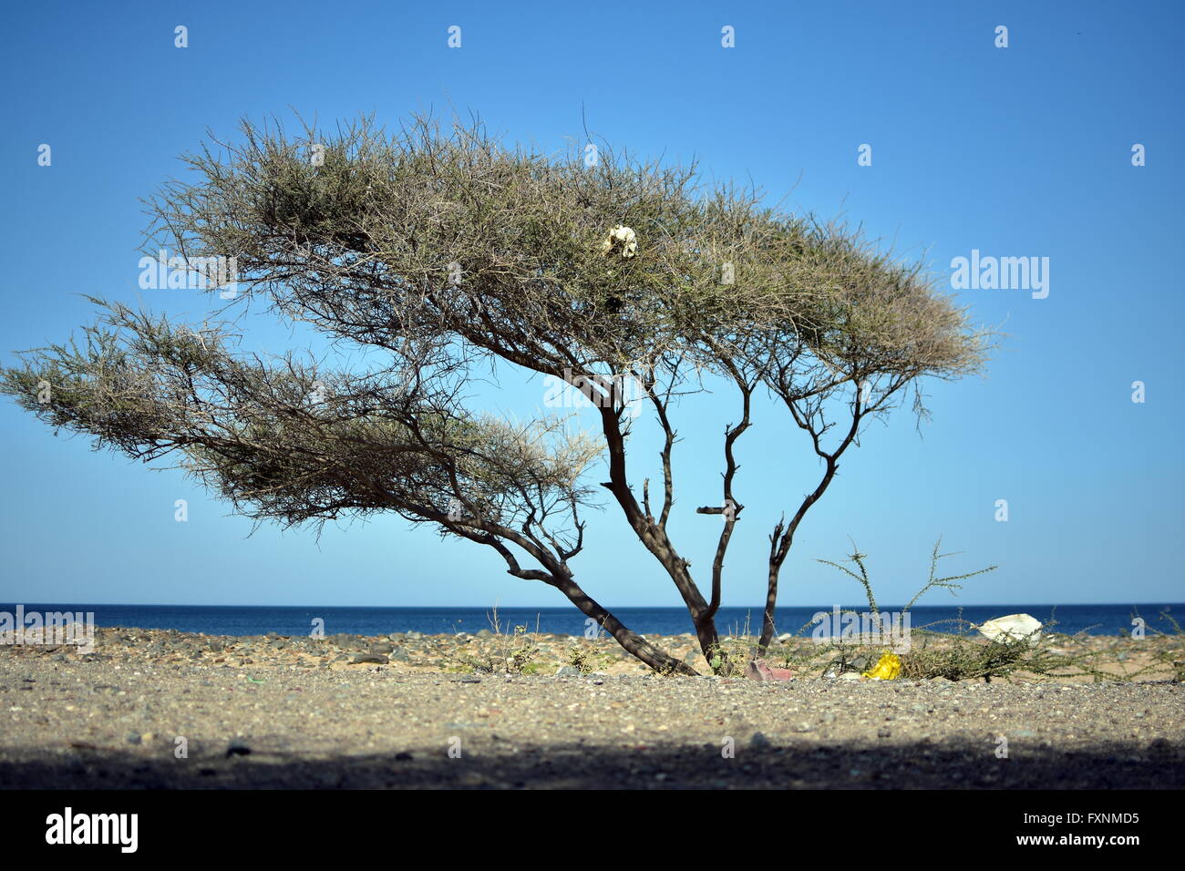 Alone Acacia tree on the Fujairah Beach, United Arab Emirates Stock ...