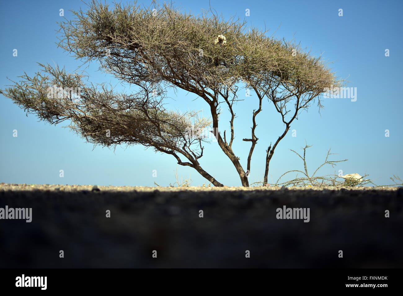 Alone Acacia tree on the Fujairah Beach, United Arab Emirates Stock ...