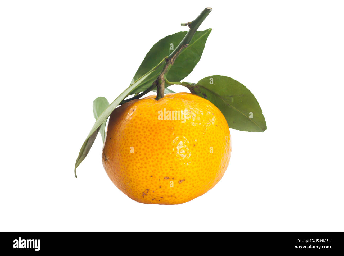 Single thai orange fruit with green leaf Stock Photo - Alamy