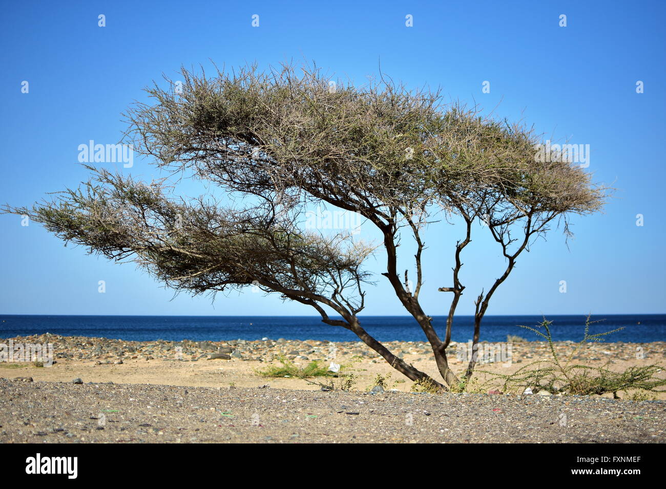 Alone Acacia tree on the Fujairah Beach, United Arab Emirates Stock ...