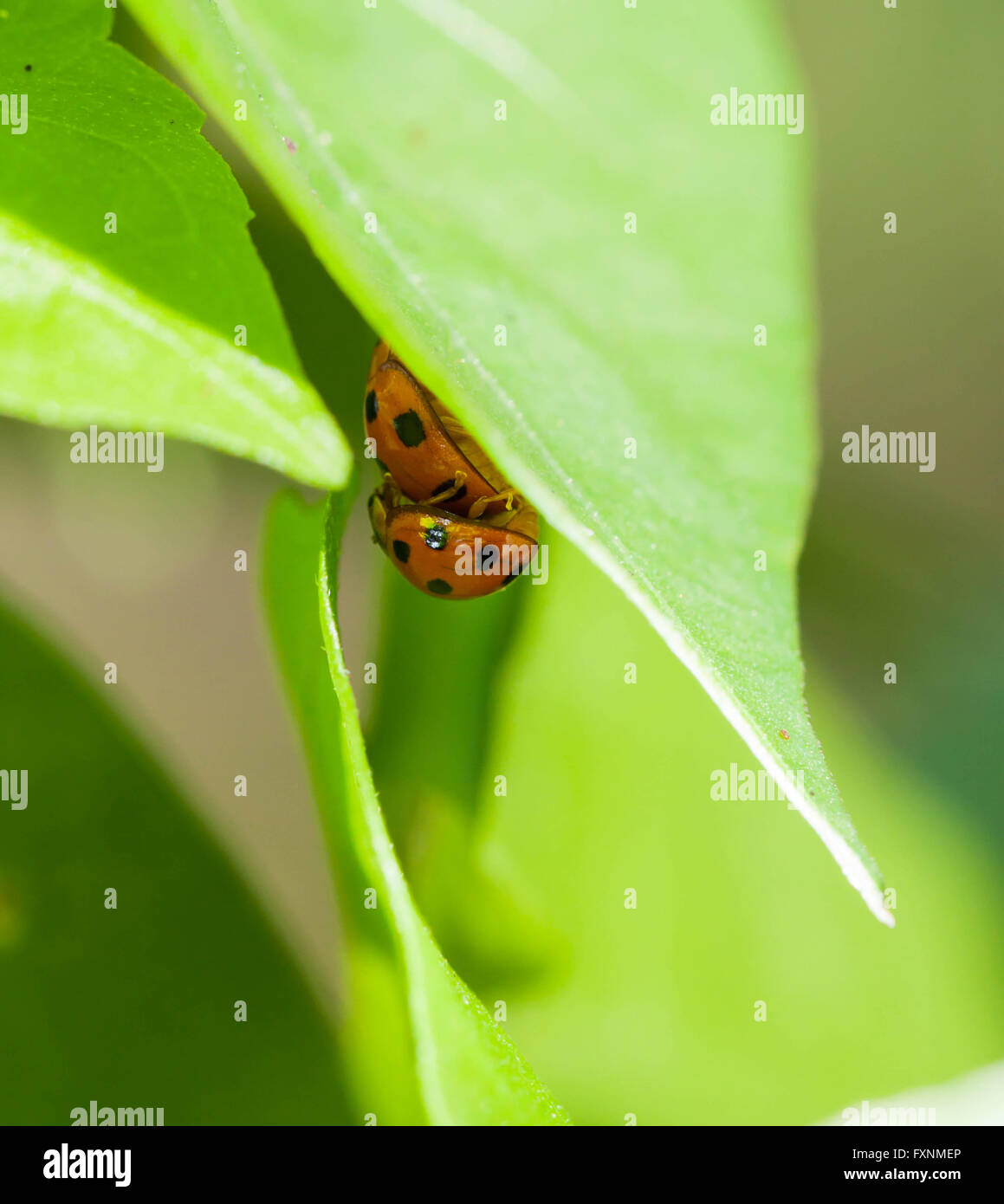 Ladybug hiding hi-res stock photography and images - Alamy