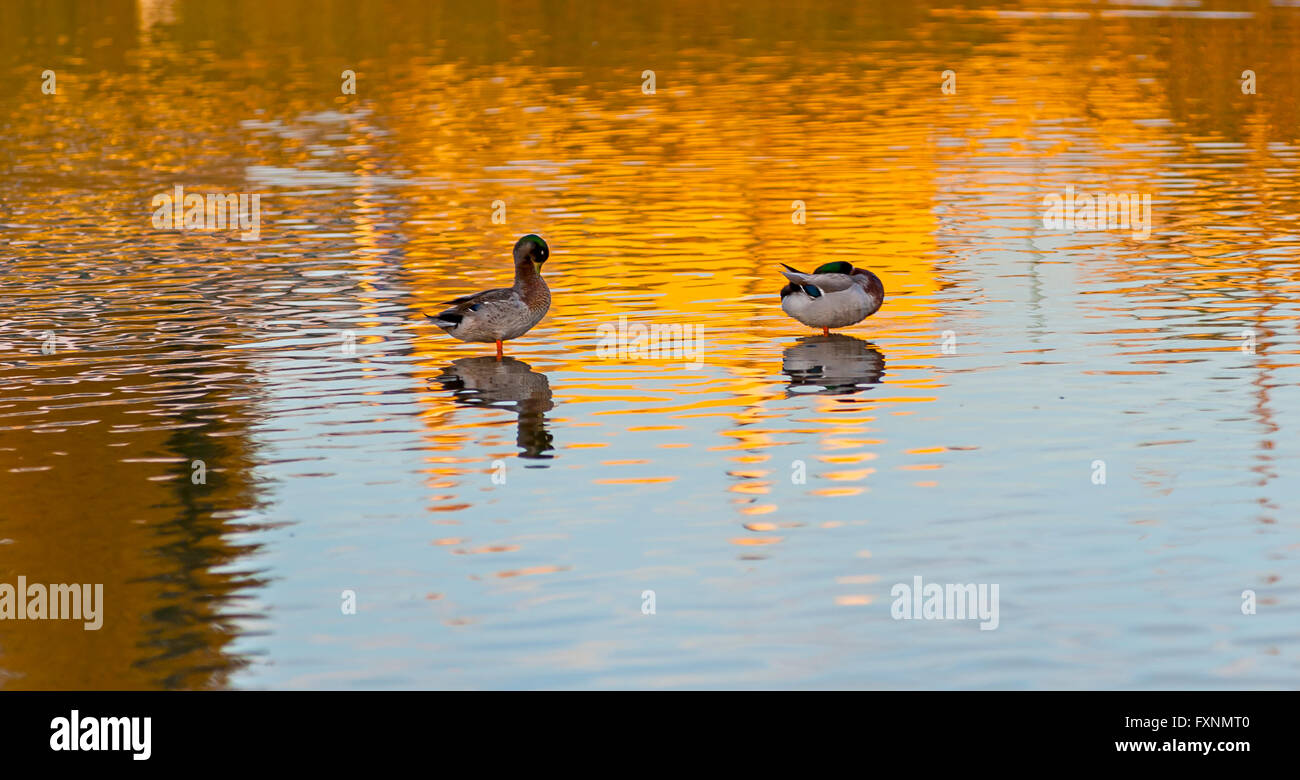 Wild ducks in the pond at summer sunset Stock Photo - Alamy