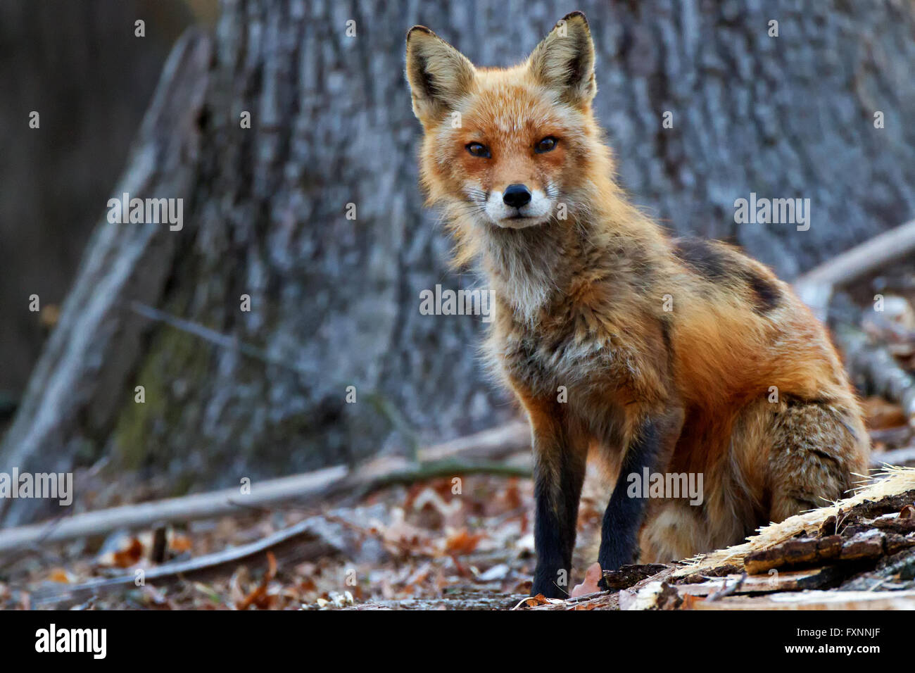 Red fox in the forest High Resolution Stock Photography and Images - Alamy