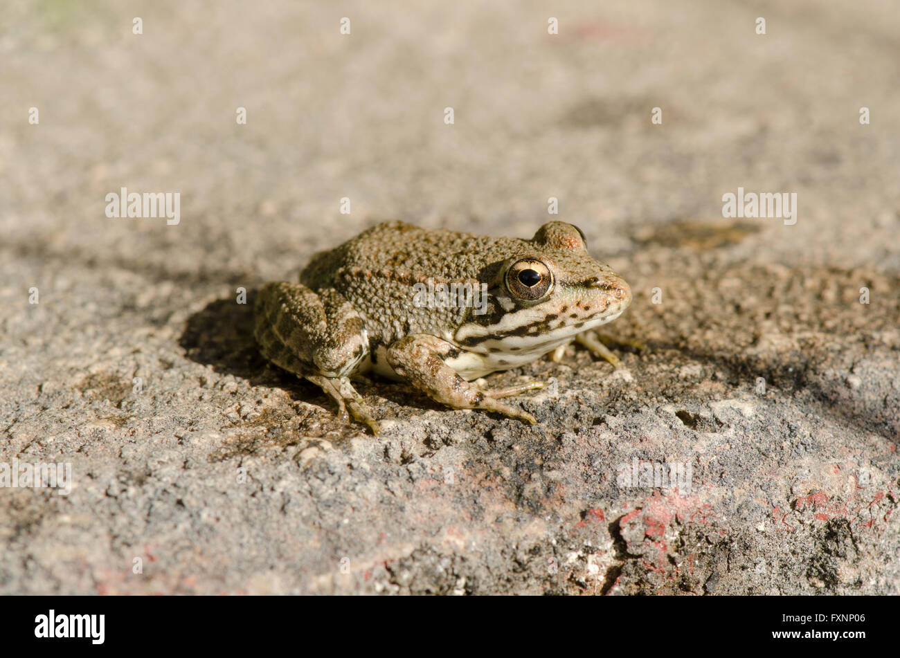 Iberian water frog, Pelophylax perezi at side of water basin, Andalusia ...