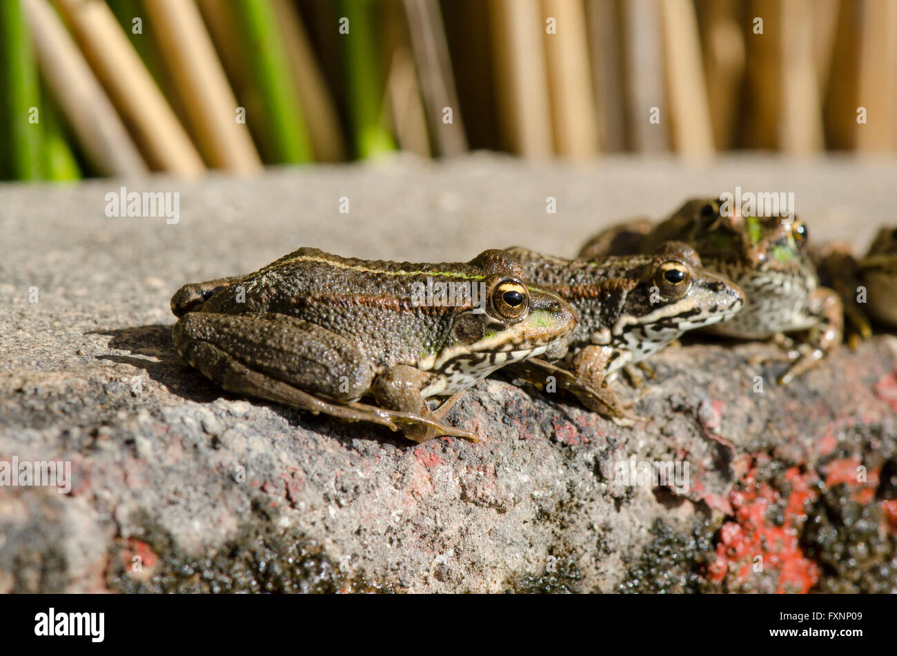 Iberian water frog, Pelophylax perezi at side of water basin, Andalusia ...