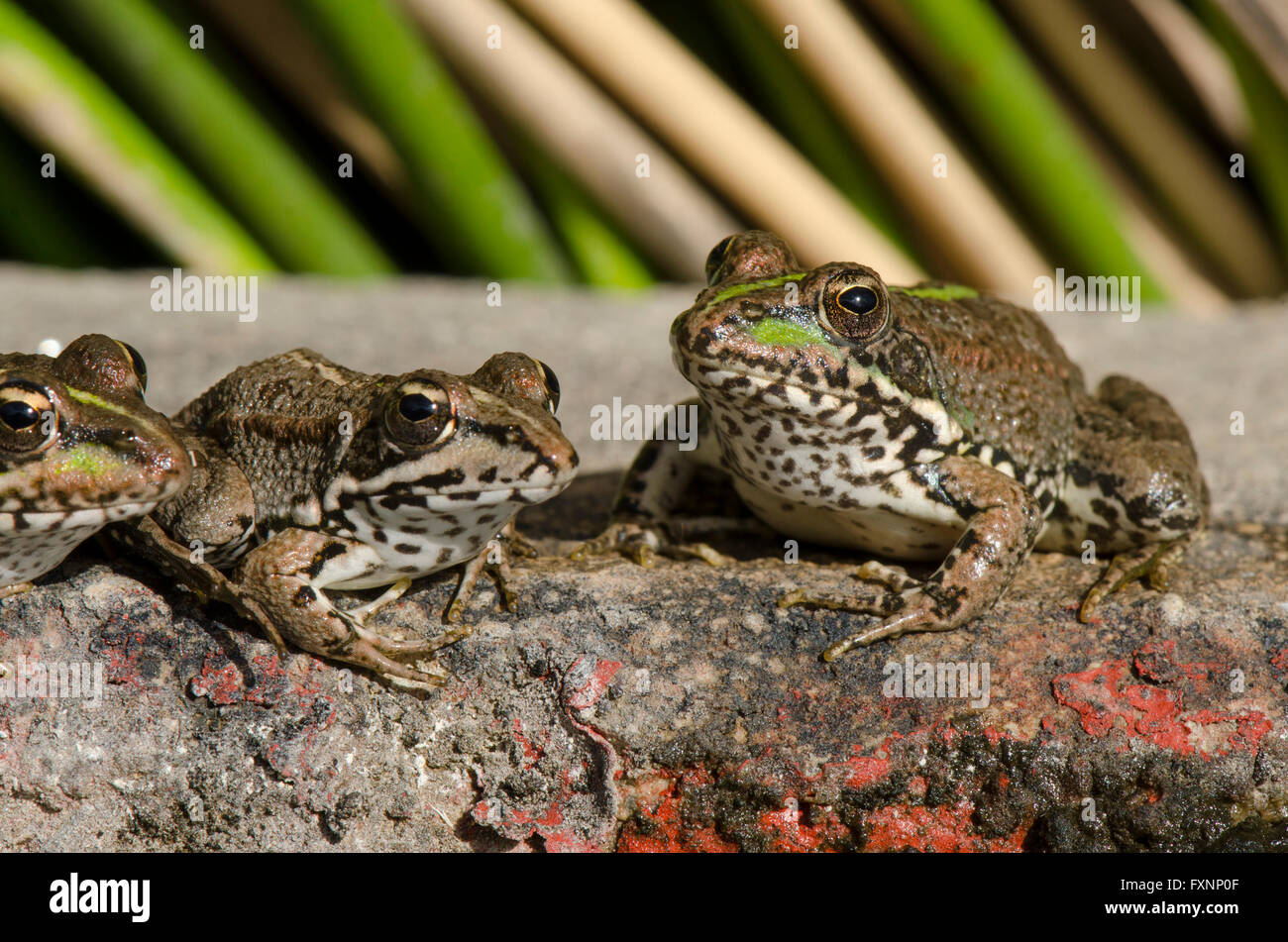 Iberian water frog, Pelophylax perezi at side of water basin, Andalusia ...