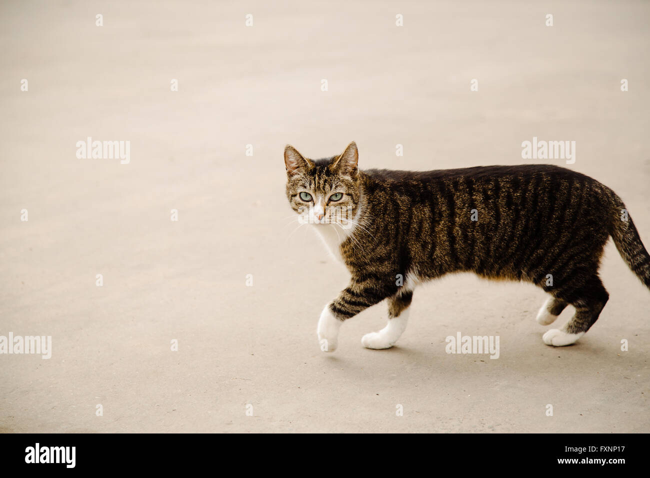 Grey angry cat walking hi-res stock photography and images - Alamy
