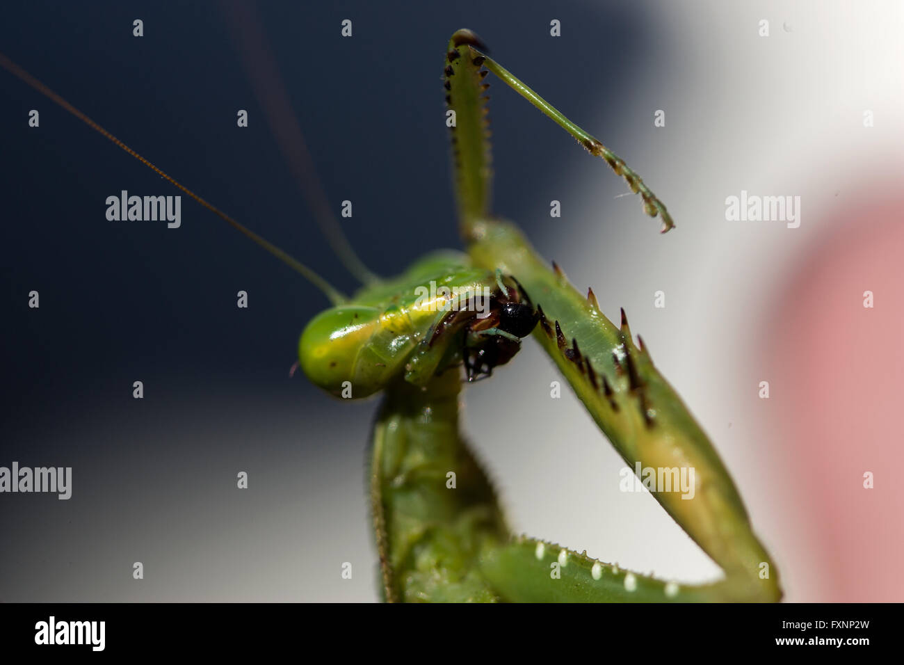 A praying mantis seen in South Africa Stock Photo - Alamy