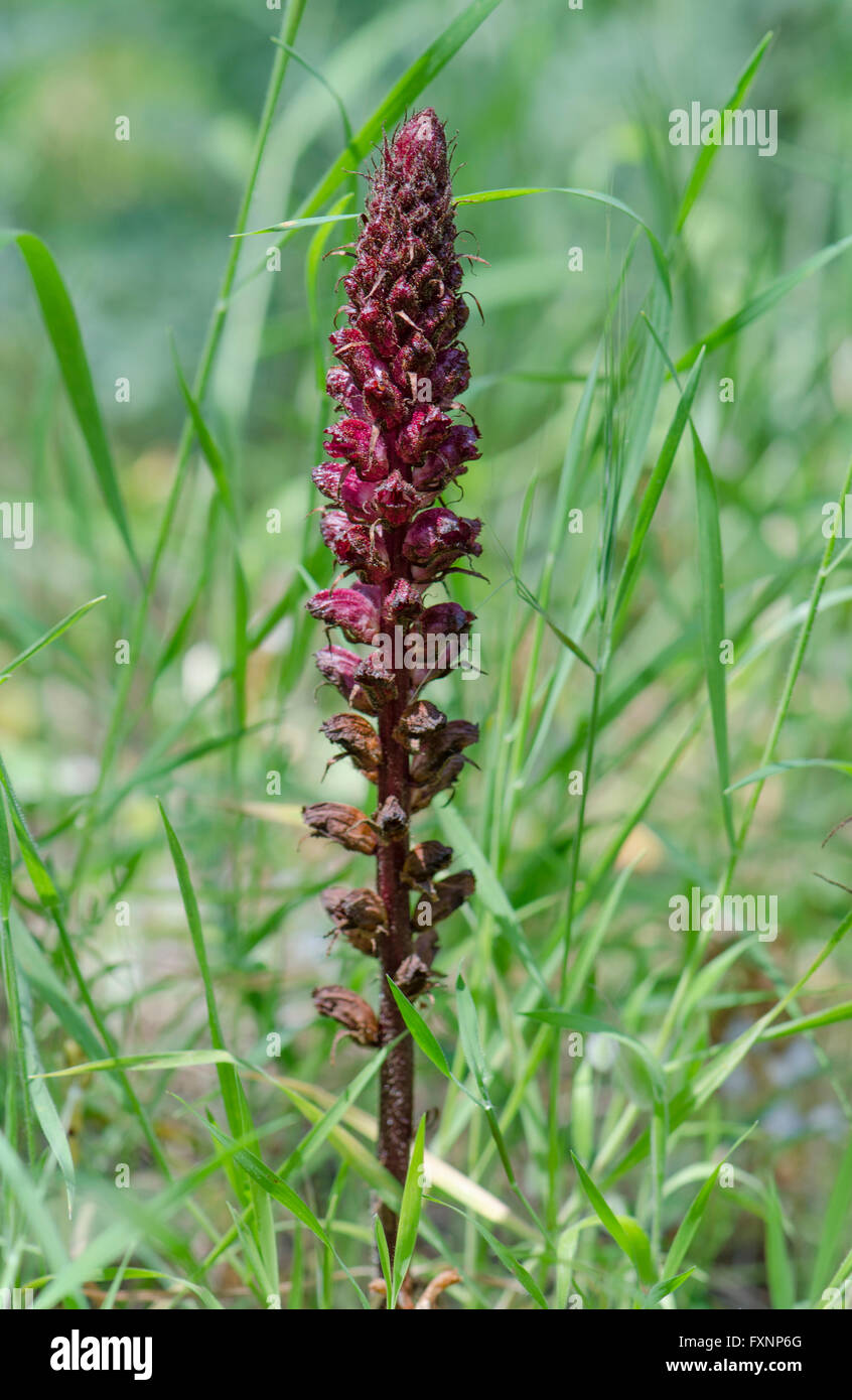 Orobanche foetida, broomrape sp. broom-rape, parasitic plant, Andalusia ...