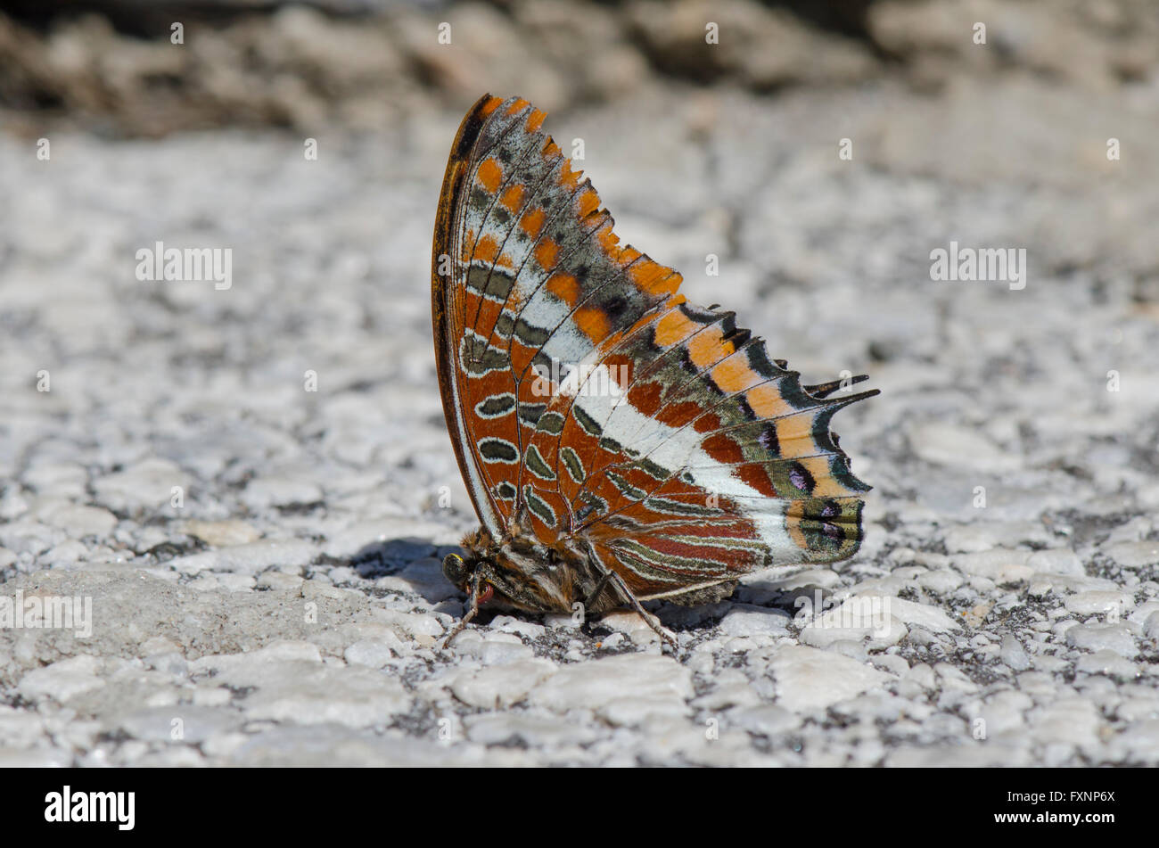 Two-tailed Pasha, butterfly, Foxy Emperor (Charaxes jasius) on tarnac ...