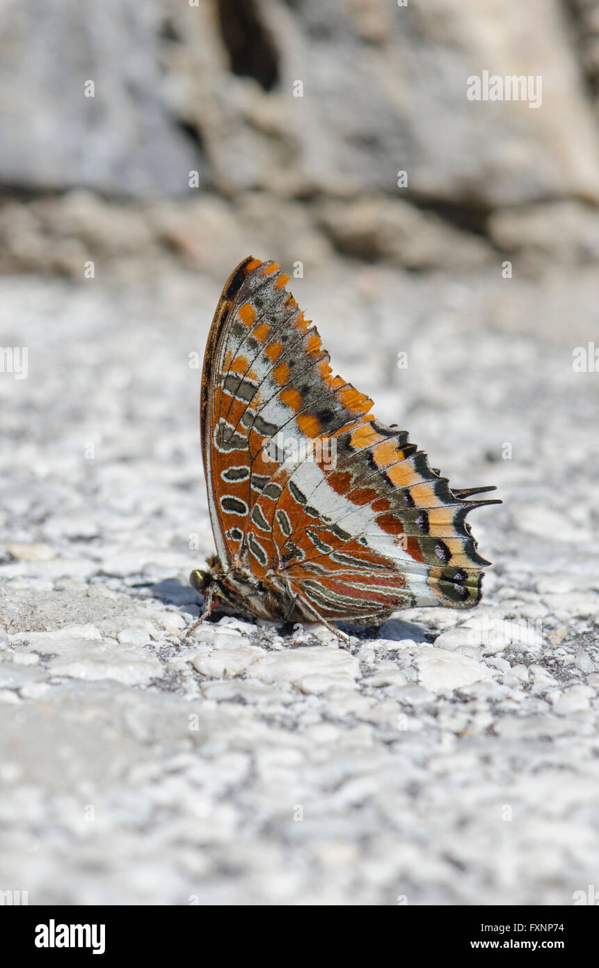 Two-tailed Pasha, butterfly, Foxy Emperor (Charaxes jasius) on tarnac ...