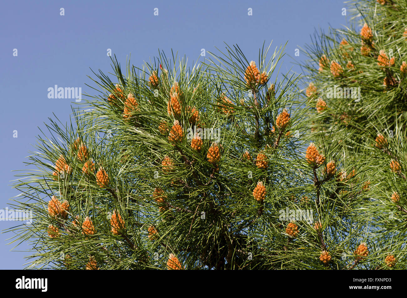 Pollen cones hi-res stock photography and images - Alamy