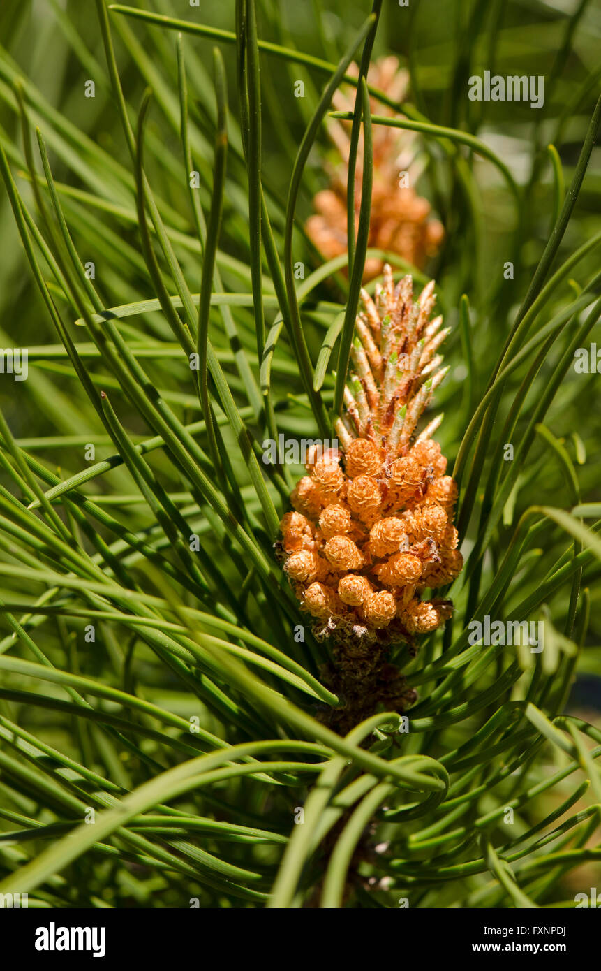 Male pollen cone hi-res stock photography and images - Alamy