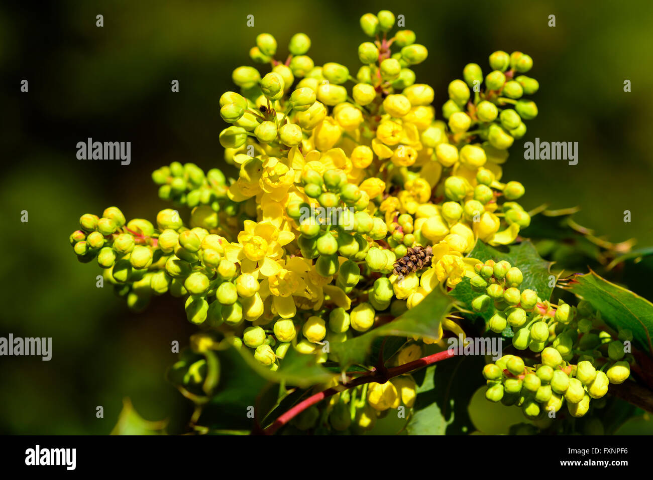 Mahonia aquifolium, the Oregon grape, is staring to bloom with its ...