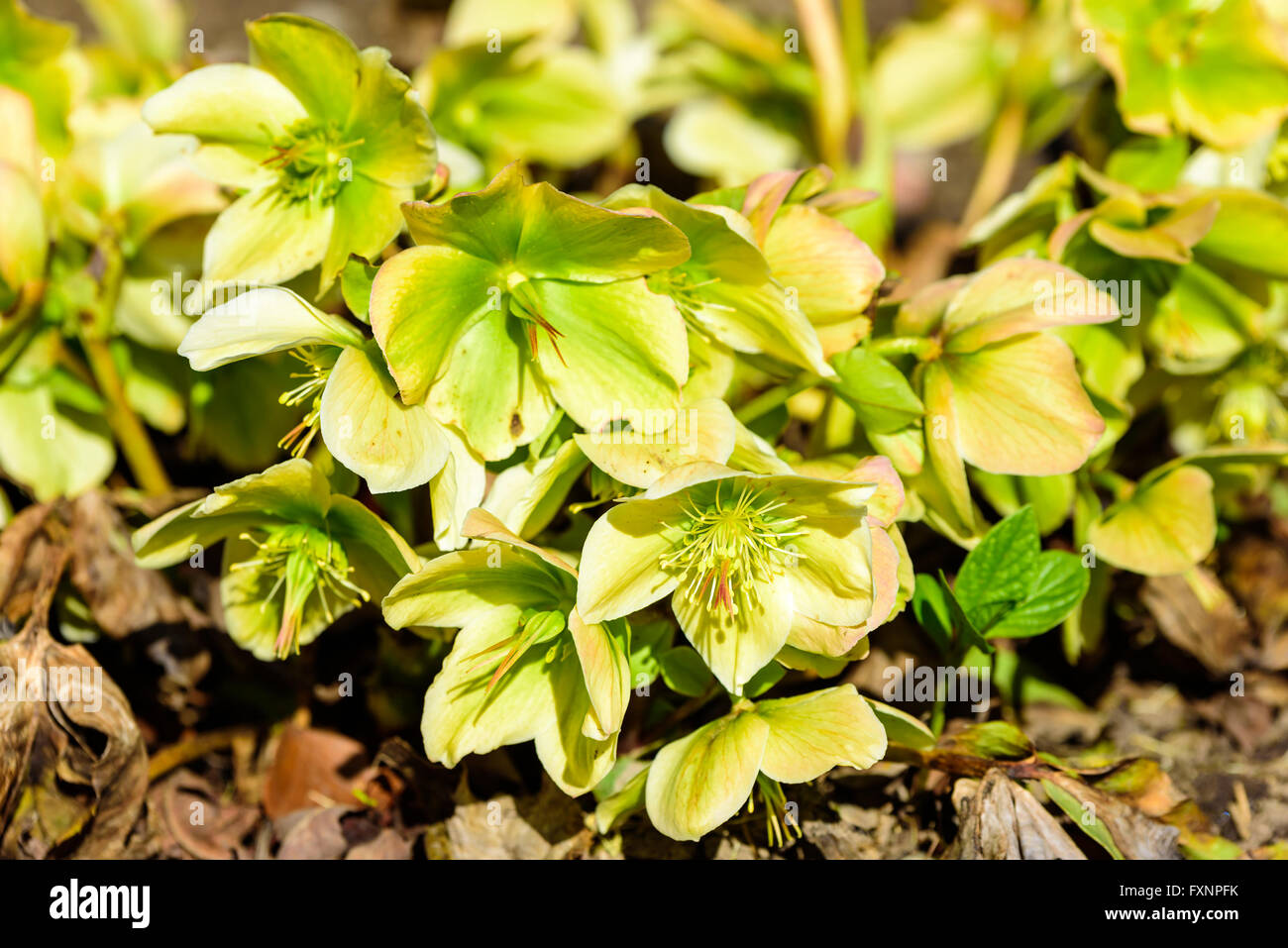 Yellow hellebore flowers hi-res stock photography and images - Alamy