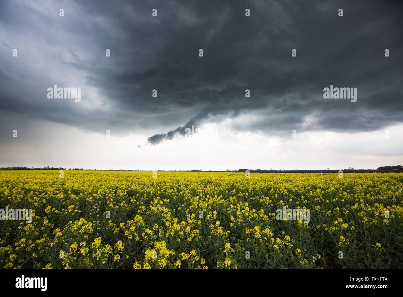 Rape seed field in the Cambridgeshire Fens with a storm approaching ...