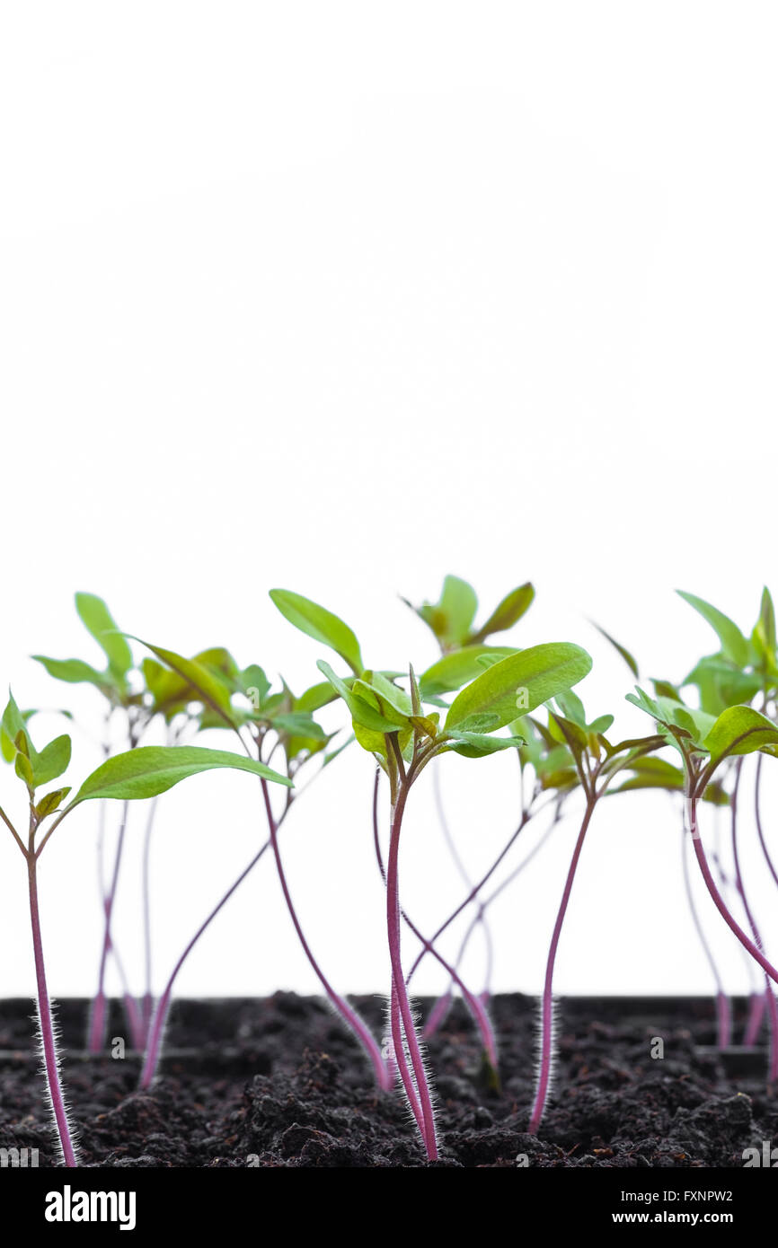 Tomato Seedling Plants on a White Background Stock Photo - Alamy