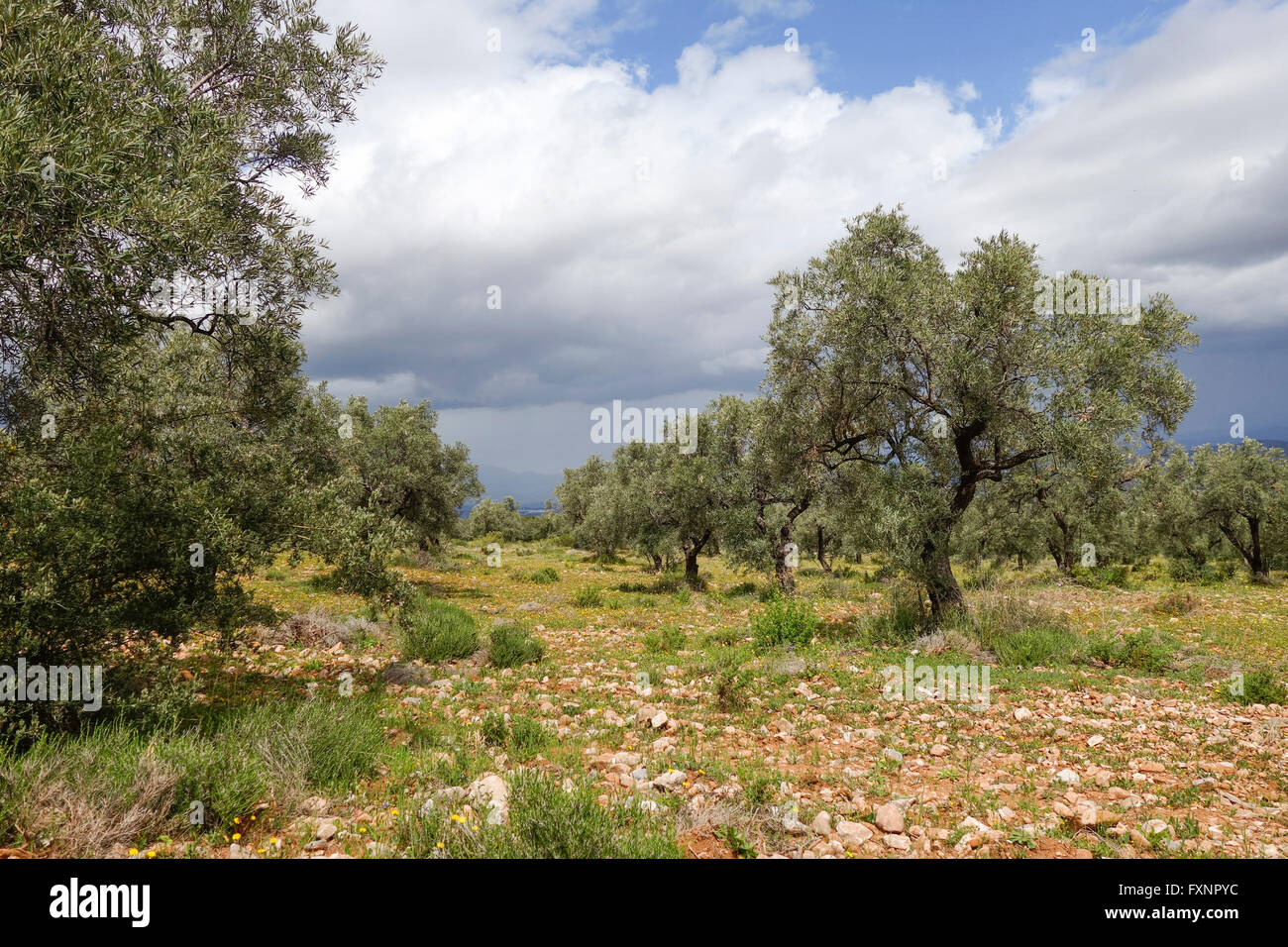 Olive trees, olive tree, mediterranean, Andalusia, Spain Stock Photo ...
