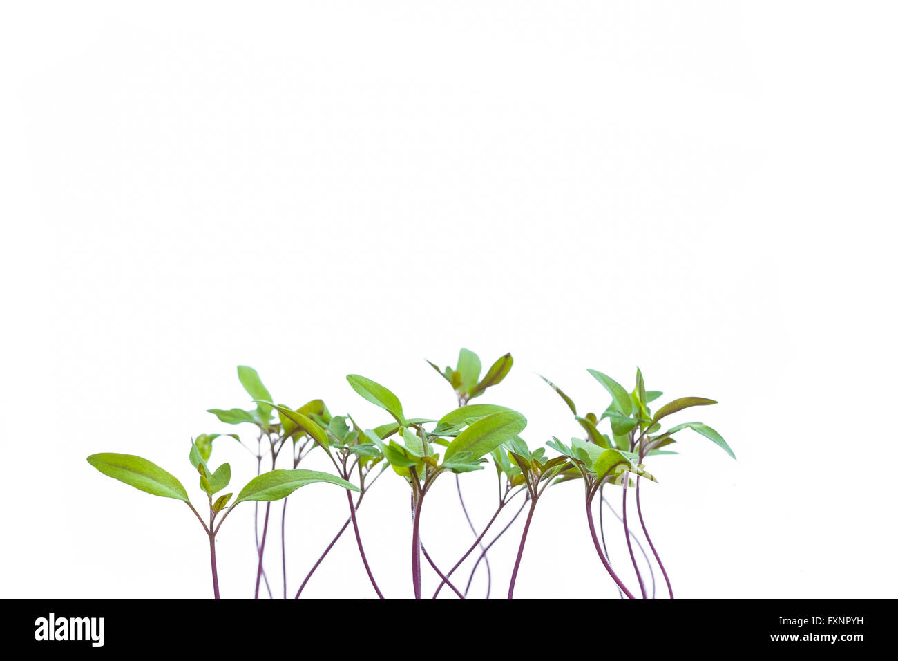 Tomato Seedling Plants on a White Background Stock Photo - Alamy