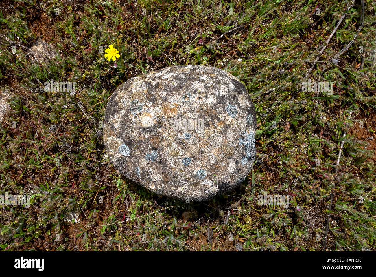 Round limestone boulder covered with colourful lichens next to yellow ...