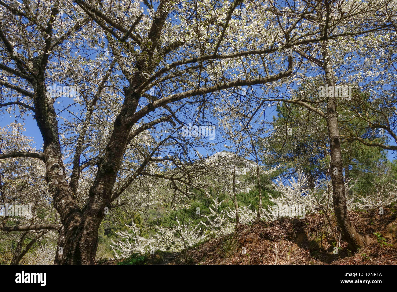 Spain cherry blossom hi-res stock photography and images - Alamy