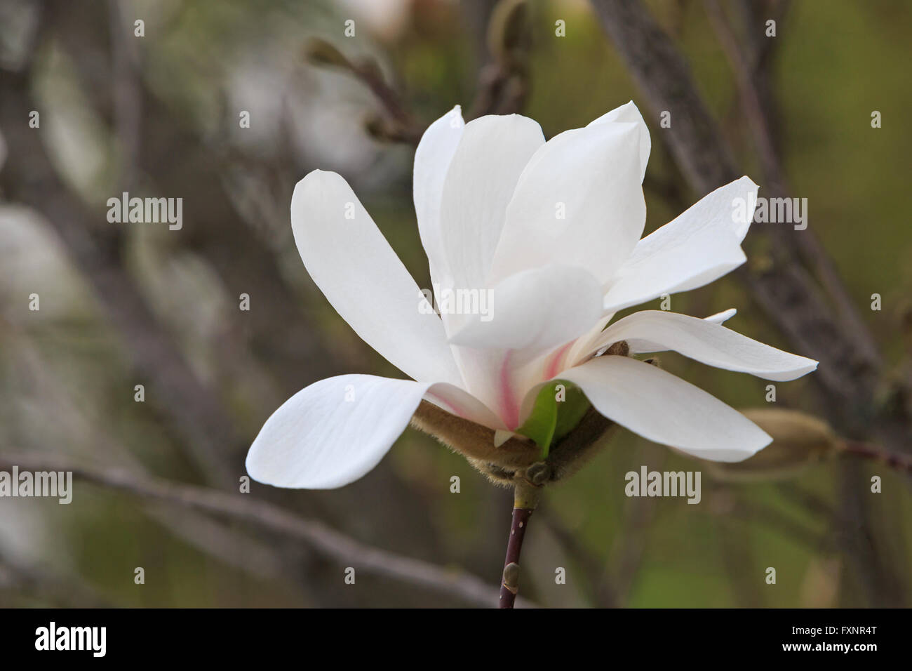 Close up magnolia tree flower hi-res stock photography and images - Alamy