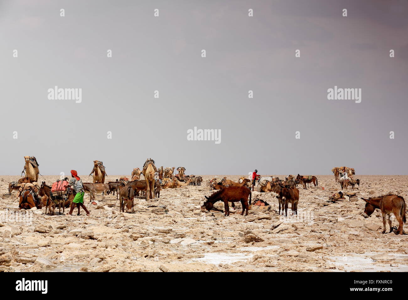 Dromedaries and donkeys loaded with amole-salt slabs of ganfur-4 kg ...