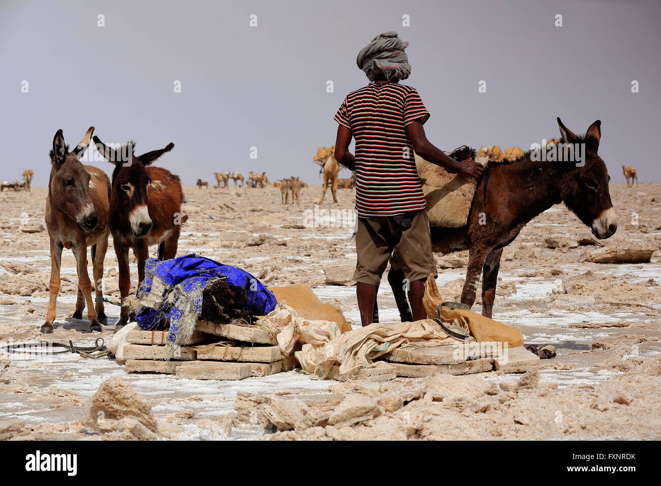 DANAKIL, ETHIOPIA-MARCH 28: Tigrayan herder loads a donkey with amole ...
