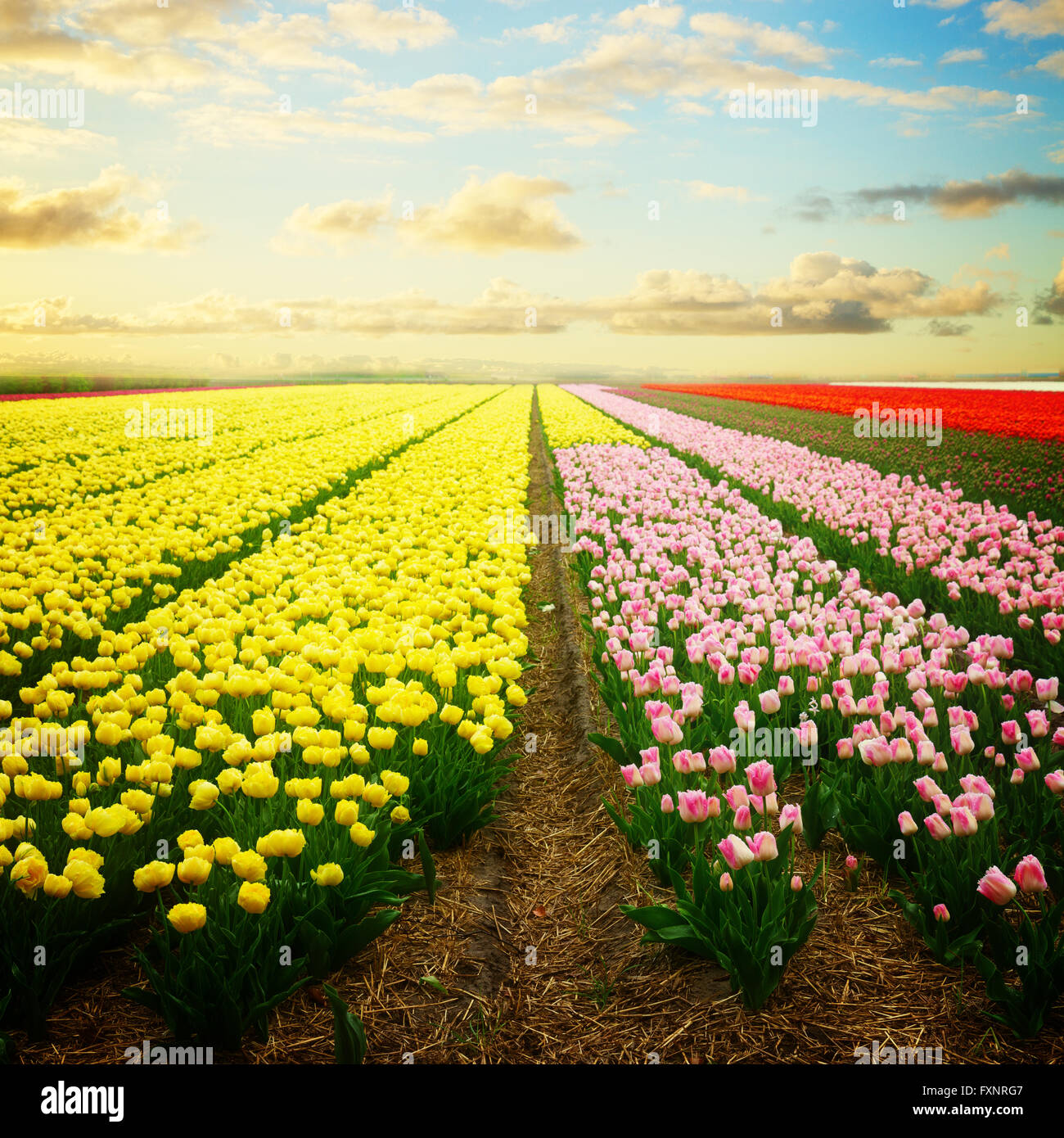 Dutch red tulip fields Stock Photo - Alamy