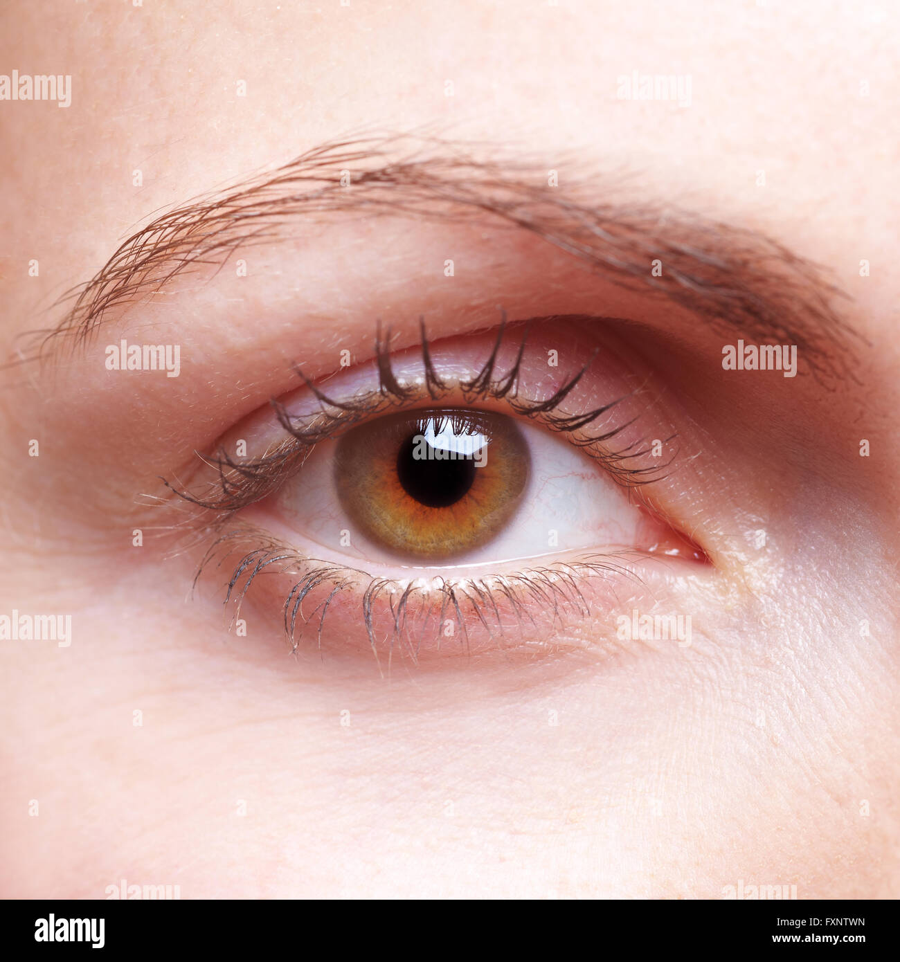 Close-up of female human eye with eyebrow Stock Photo - Alamy