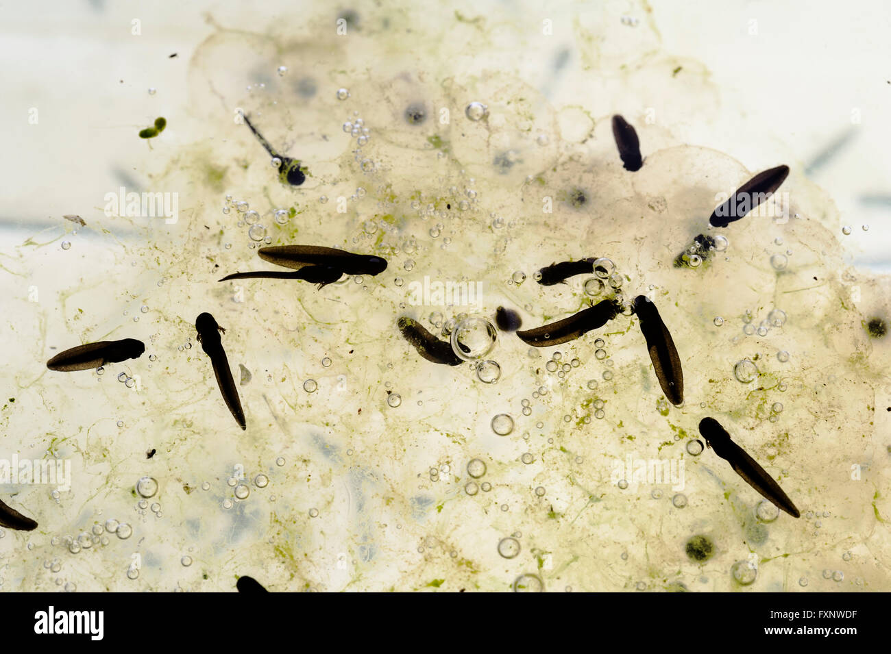 Very young frog tadpoles Stock Photo - Alamy