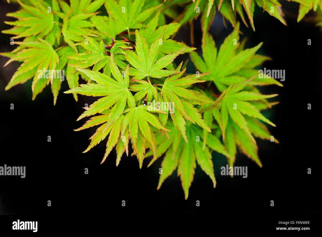 Beautiful japanese maple acer hi-res stock photography and images - Alamy