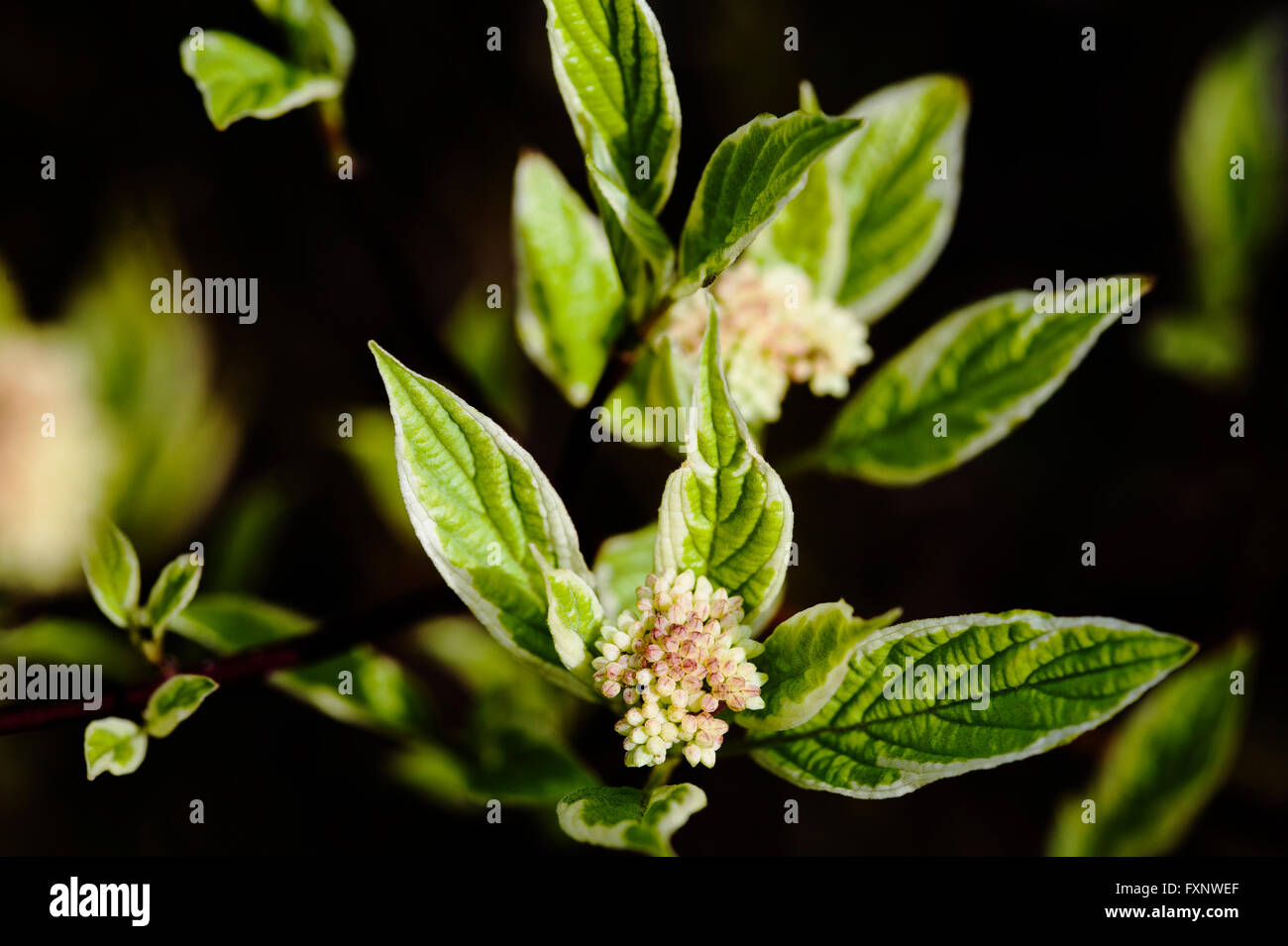 Cornus alba elegantissima variegated leaves hi-res stock photography ...