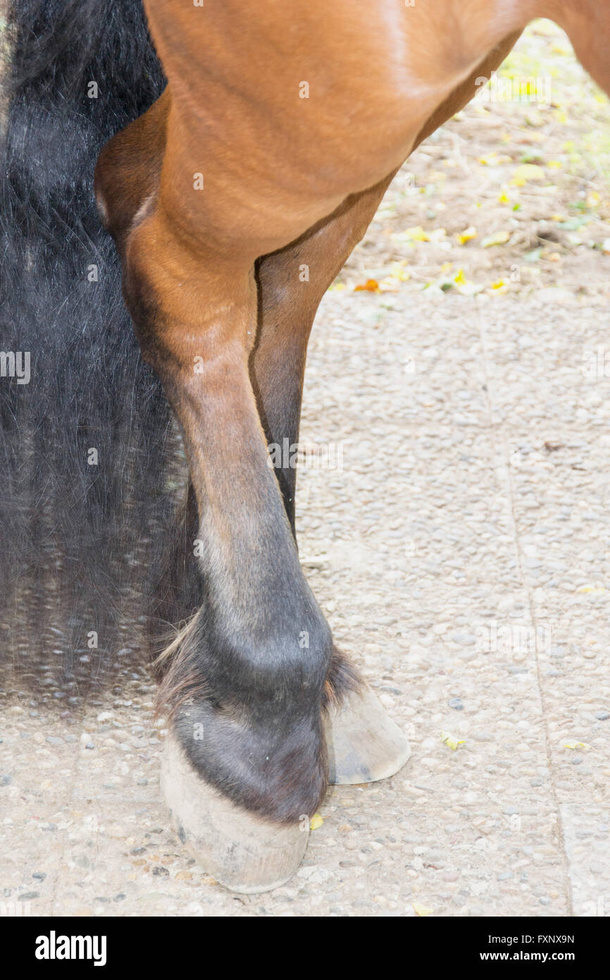 a brown horse Stock Photo - Alamy