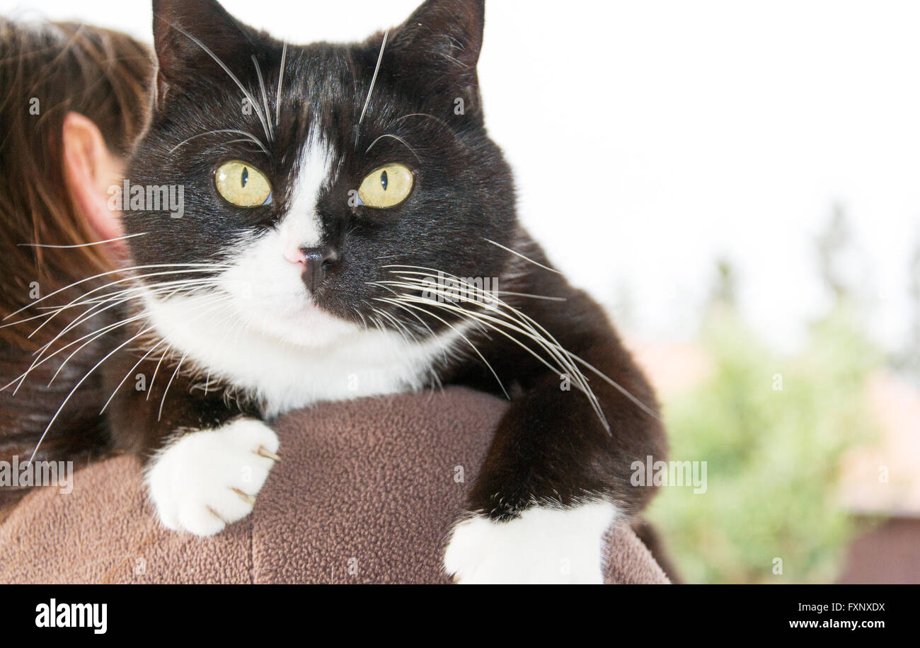 a cat outside Stock Photo - Alamy