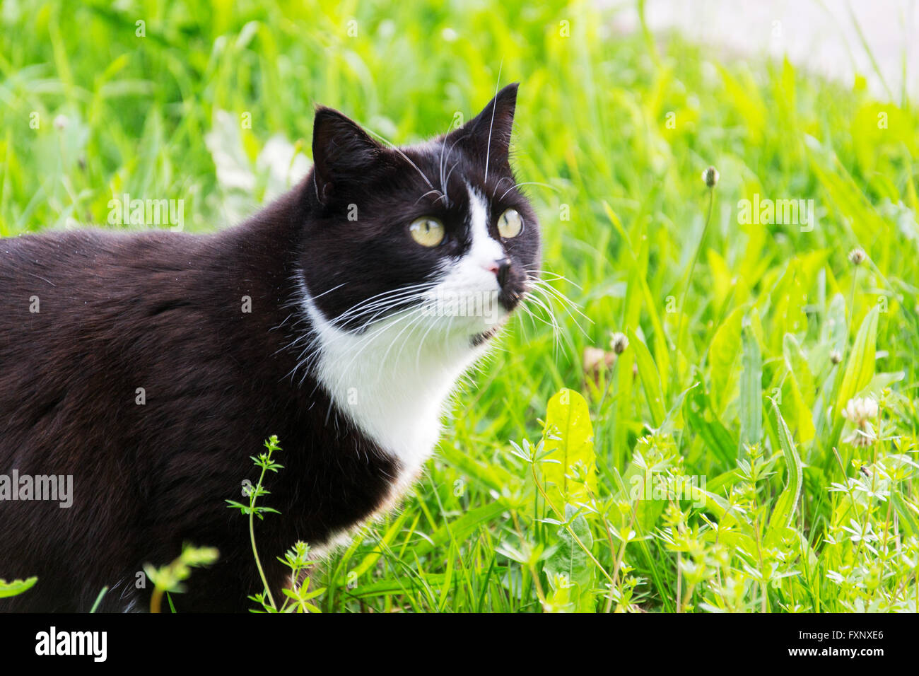 a cat outside Stock Photo - Alamy