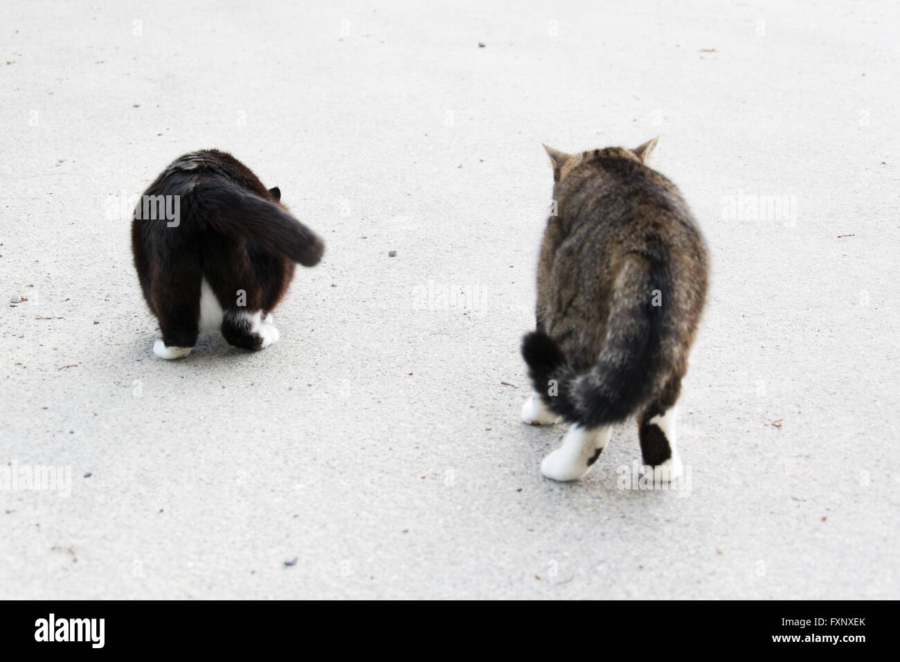 two playful cats outside Stock Photo - Alamy