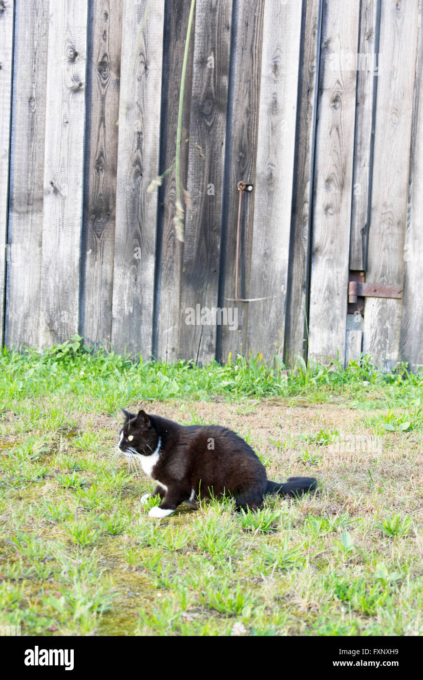 a cat outside Stock Photo - Alamy