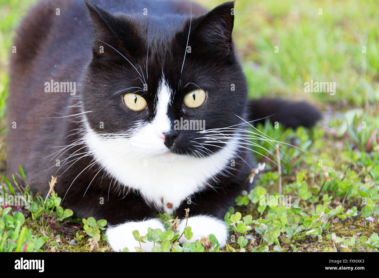 a cat outside Stock Photo - Alamy