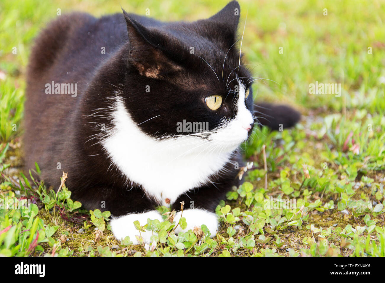 a cat outside Stock Photo - Alamy