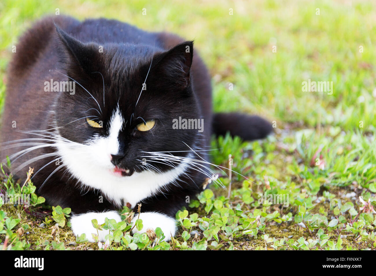 a cat outside Stock Photo - Alamy
