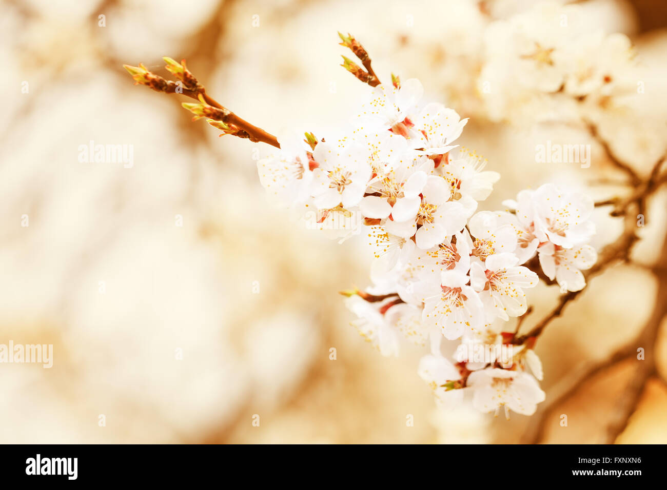 Spring flowering apricot shot with blurred background Stock Photo - Alamy