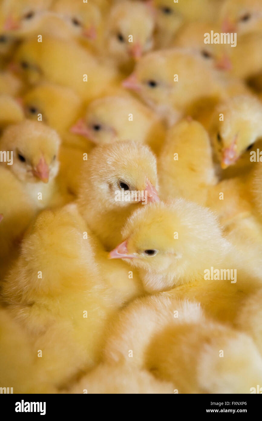 Yellow chickens on a modern poultry farm Stock Photo - Alamy